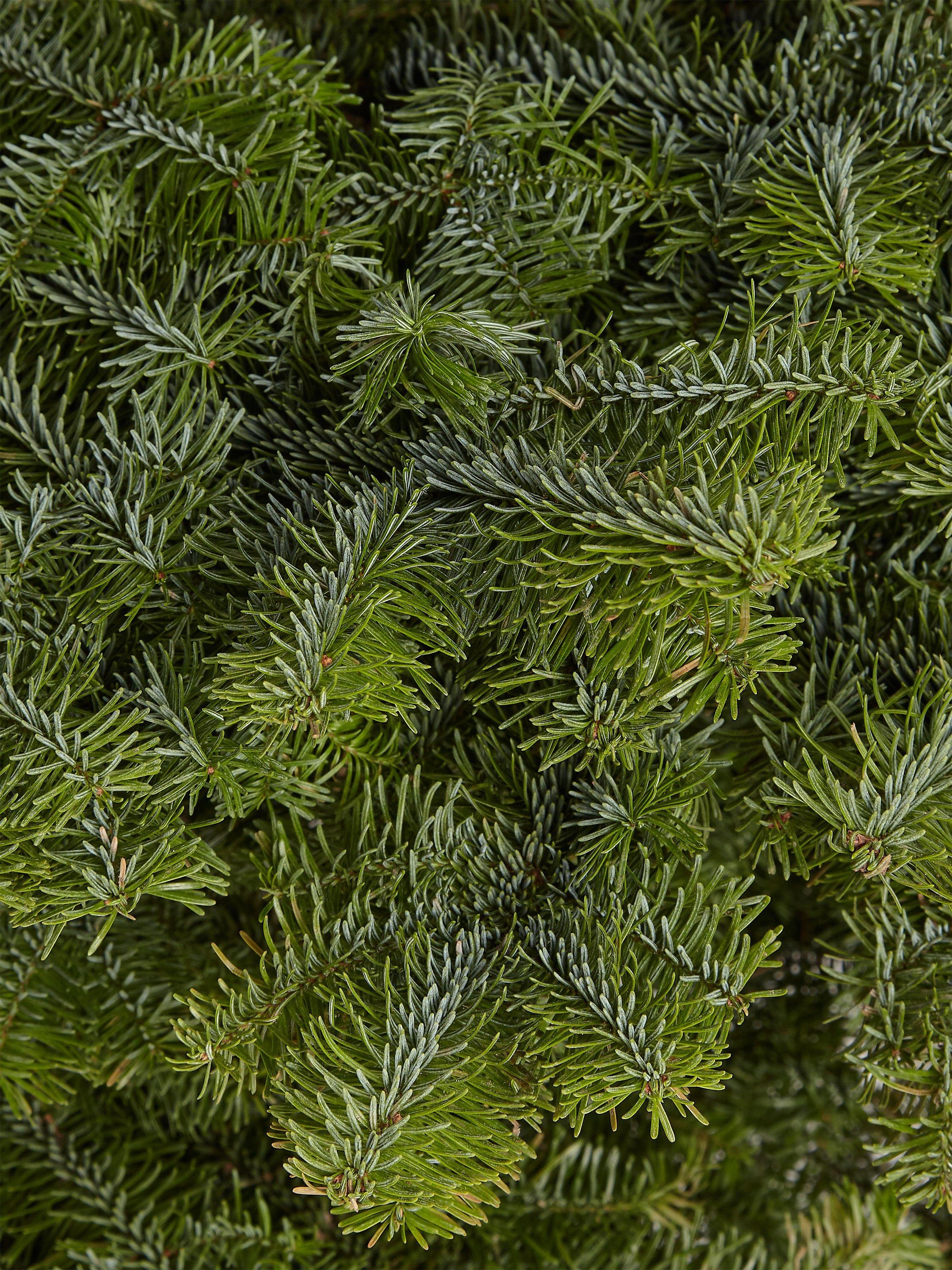 John Lewis & Partners Noble Fir Real Christmas Tree