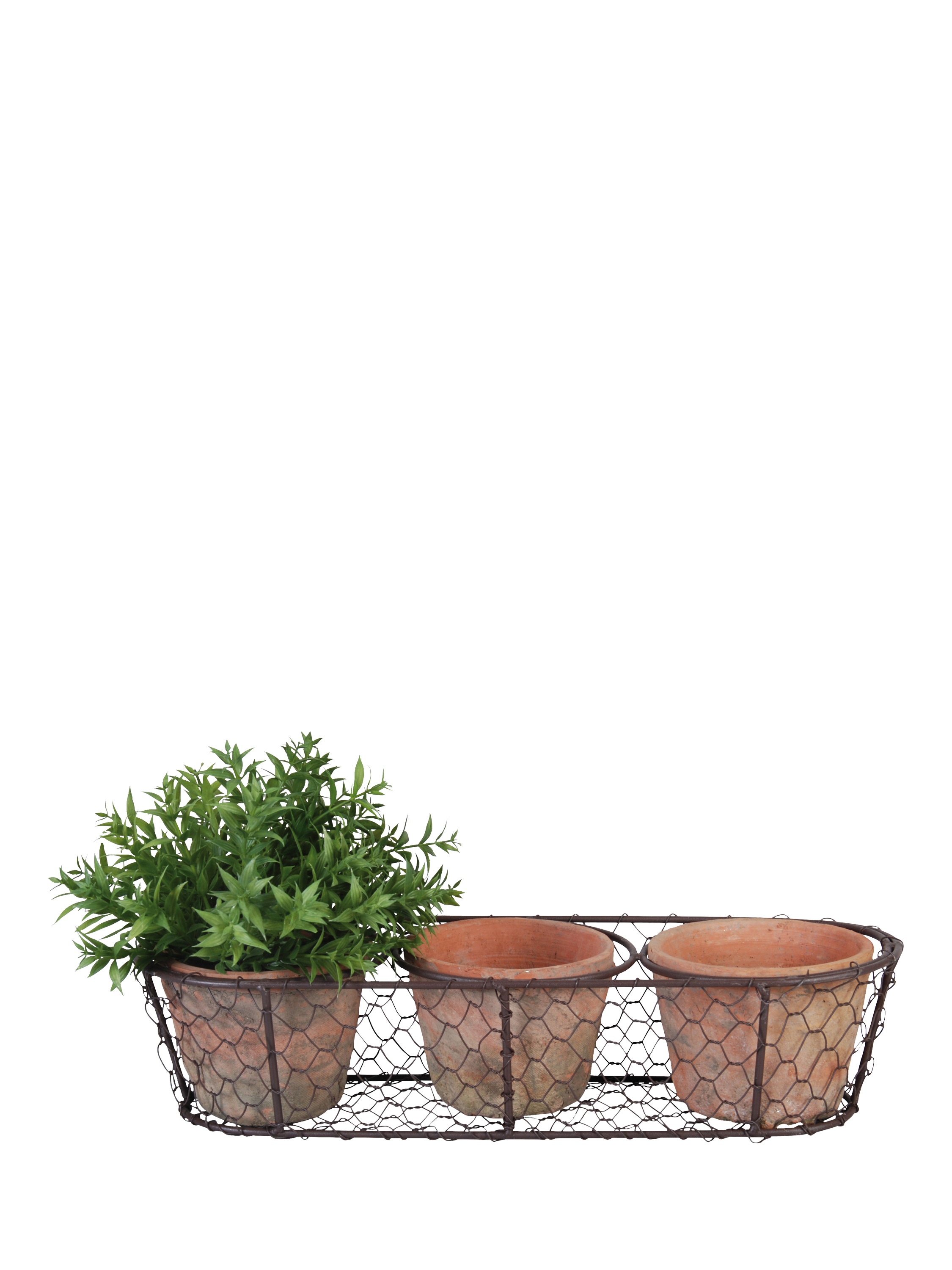 Fallen Fruits 3 Terracotta Plant Pots in a Wire Basket
