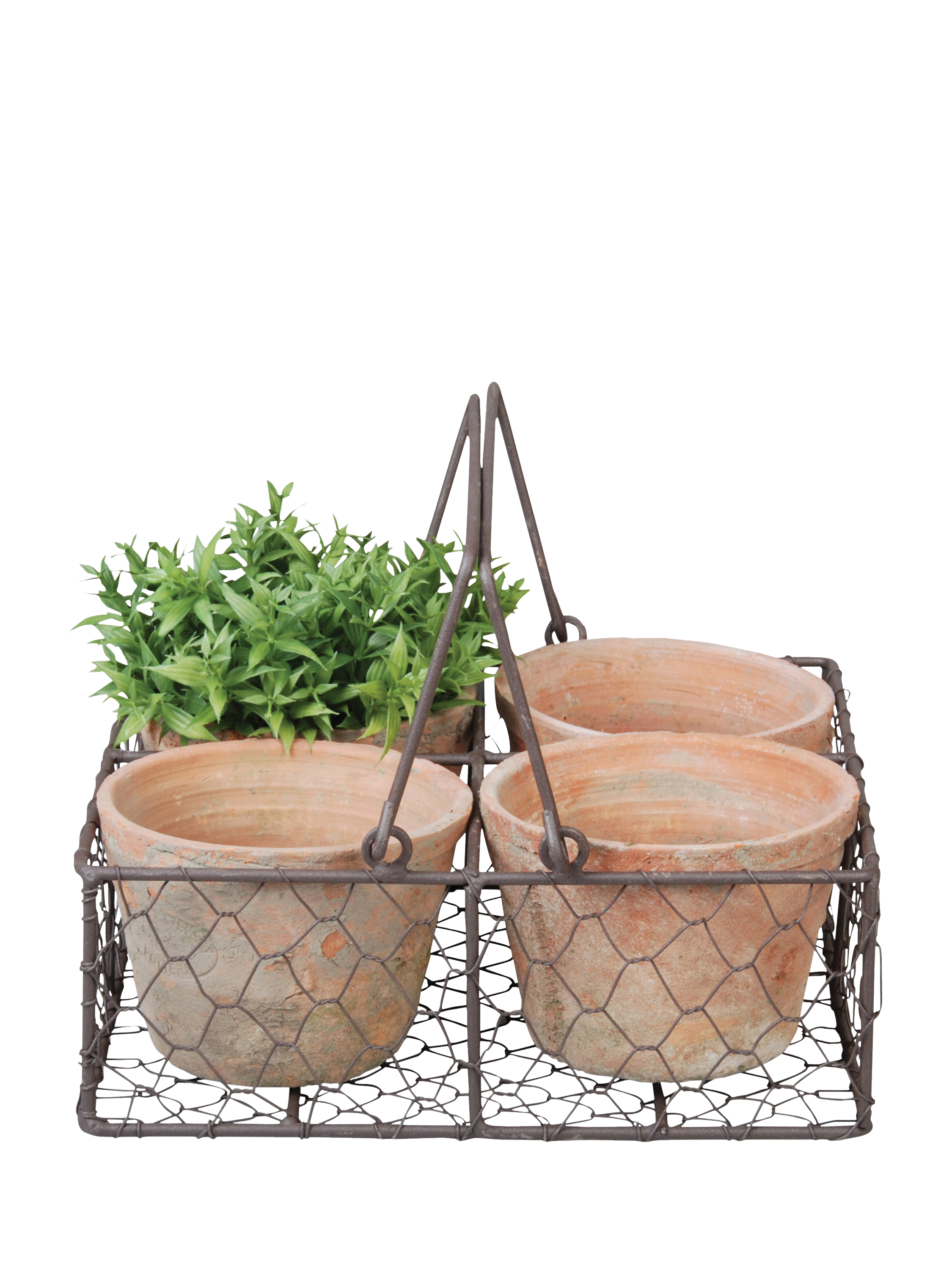 Fallen Fruits 4 Terracotta Plant Pots in a Wire Basket
