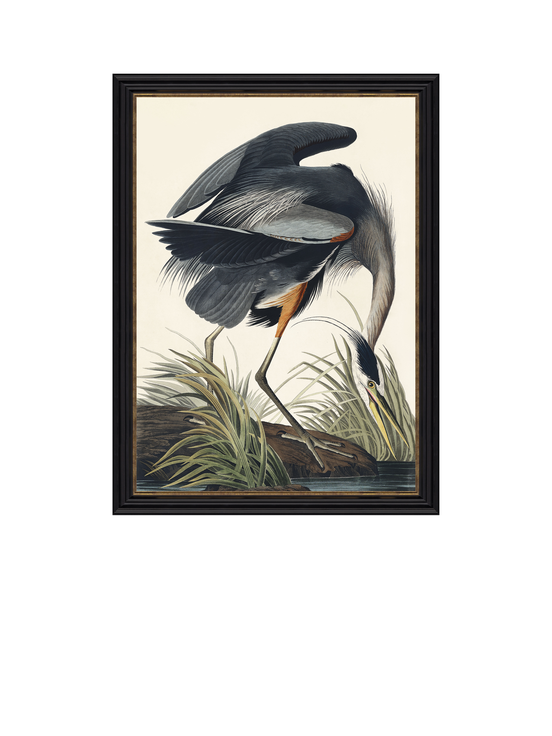 John Lewis John James Audubon 'Great Blue Heron' Framed Print, 77 x 57cm